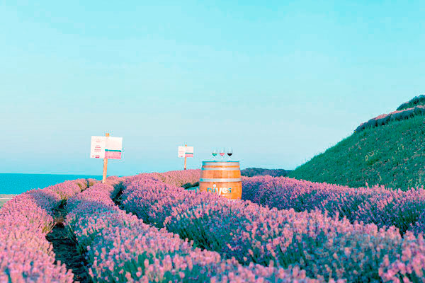 Vinícola DiVes – Reconhecimento dos eventos de vinho mais prestigiados ...