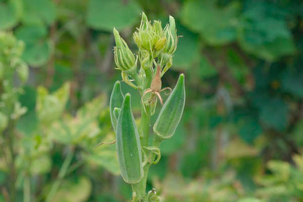Okra – un légume riche en nutriments