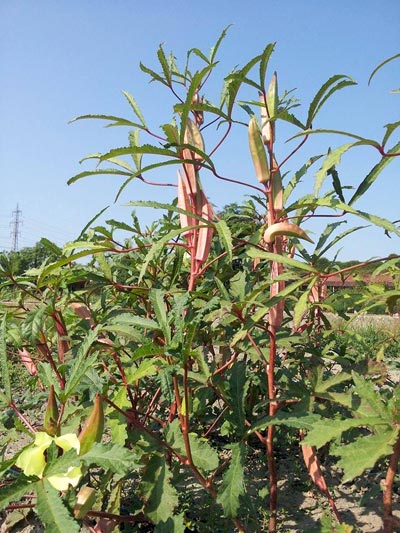 Okra – un légume riche en nutriments