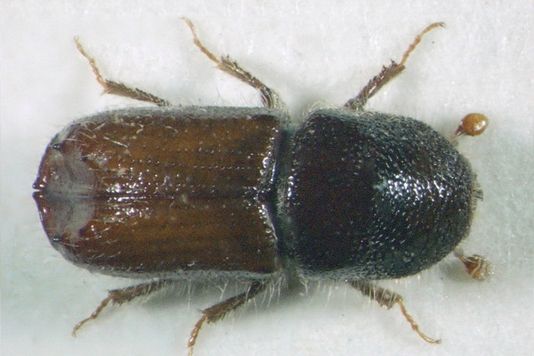 Върховият корояд е сериозна опасност за боровите гори