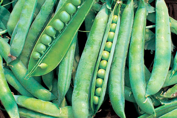 Leguminous vegetable crops – food with high biological value