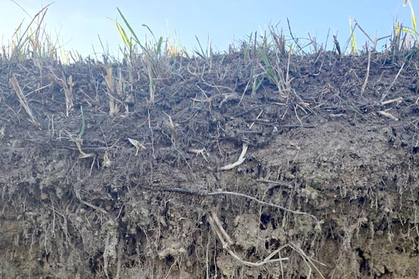 Why is it important to protect soils?