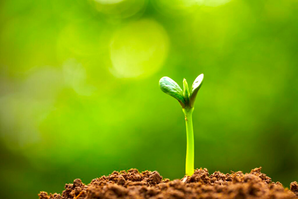 Protect the plants - preserve life