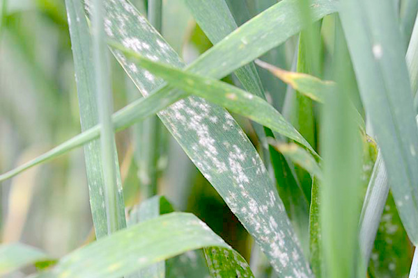 Powdery mildew in wheat
