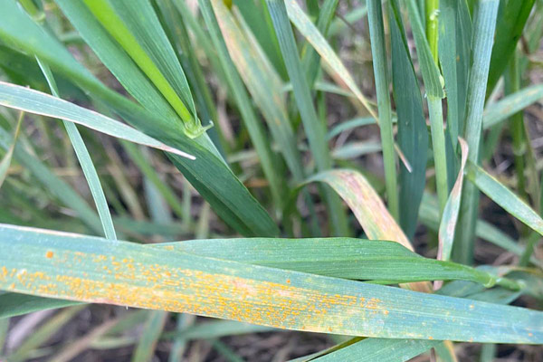 Yellow rust is back in Bulgaria