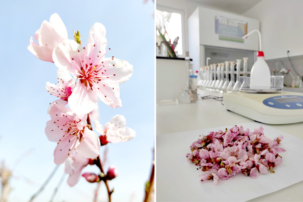 L'analyse foliaire et florale comme outil de diagnostic de la nutrition ...
