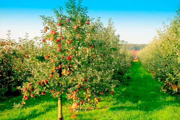 Plant protection activities in the orchard in September