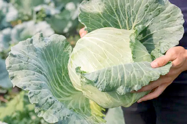Cabbage crops – subject to attack by diseases and pests