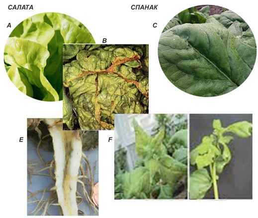 Физиологични промени, предизвикани от излишък на азот