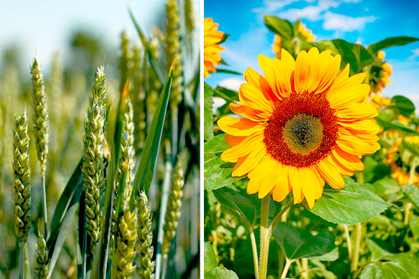 Integrated production of cereal crops and sunflower
