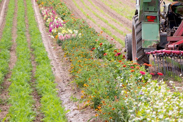 Technological charts for crop production, conventional and organic ...