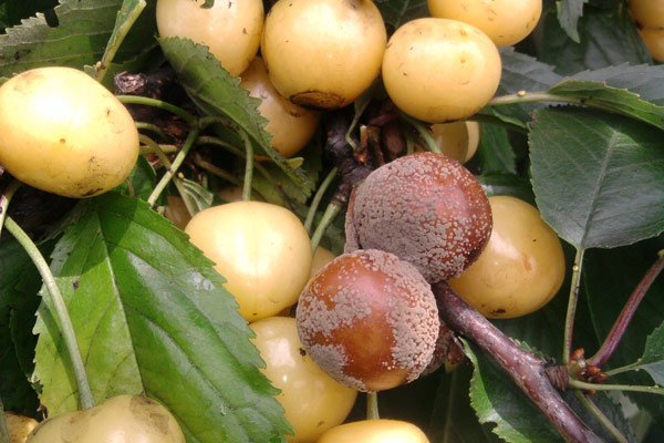 Dangerous fungal diseases in cherry and plum