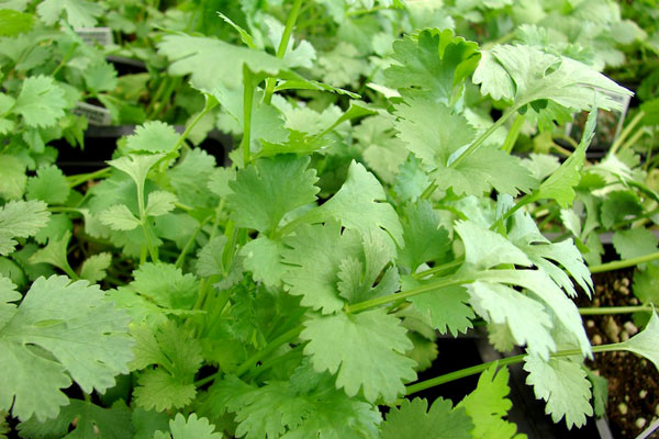 Diseases of coriander