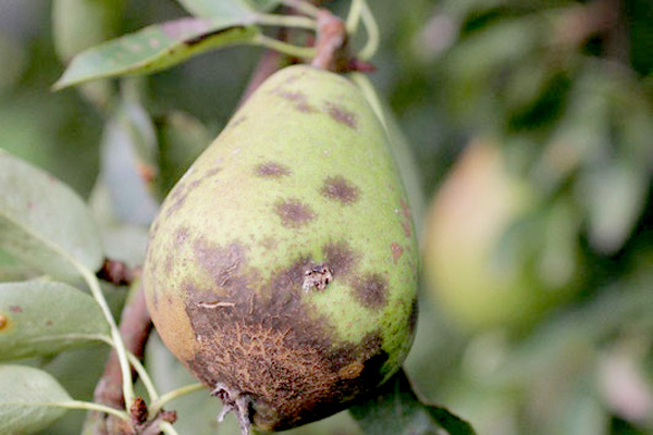 Plant protection activities in the orchard in September