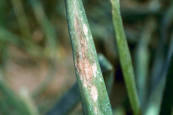 Who damages the bulb crops?