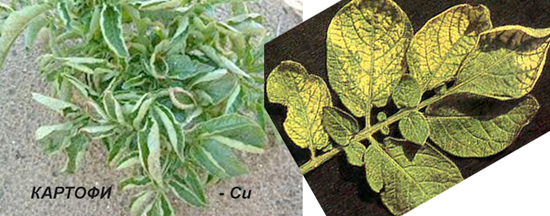 Physiological changes caused by copper deficiency or excess