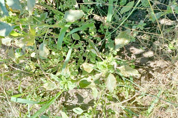Weed control during vegetation in orchards through application of the ...