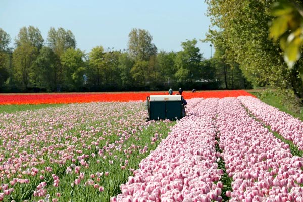Tulip – national symbol of the Netherlands