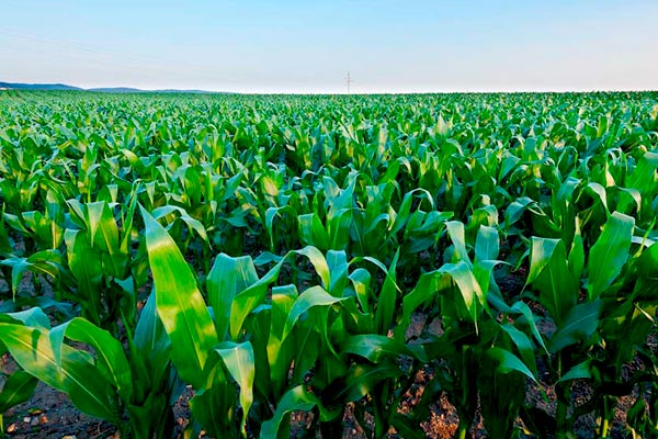 During the last decade of June, the vegetation of spring crops will ...