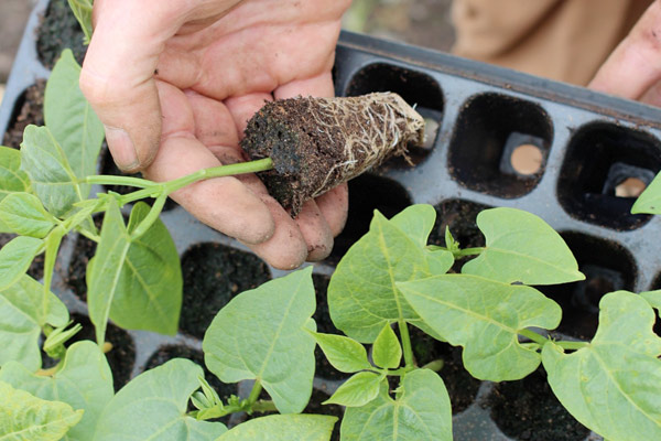 Plant protection practices in vegetable crops in March