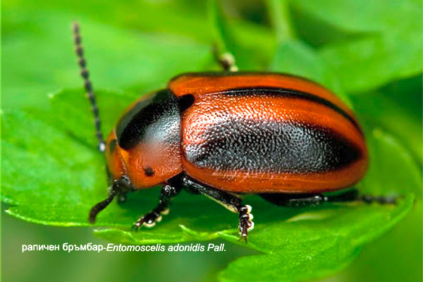 Critical periods for diseases and pests