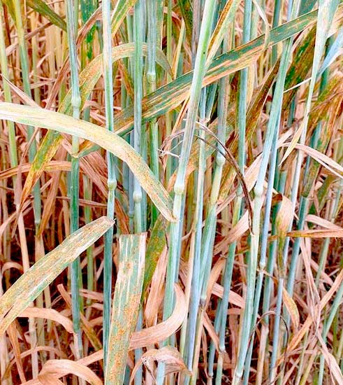 Diseases in barley