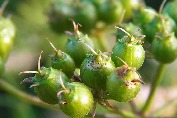 Diseases of coriander