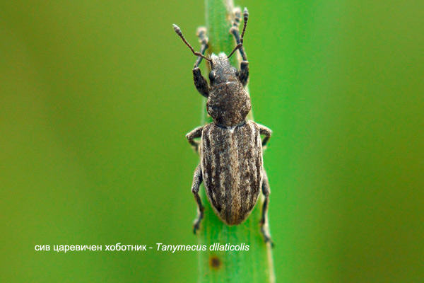 Critical periods for diseases and pests