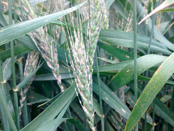 Powdery mildew in wheat