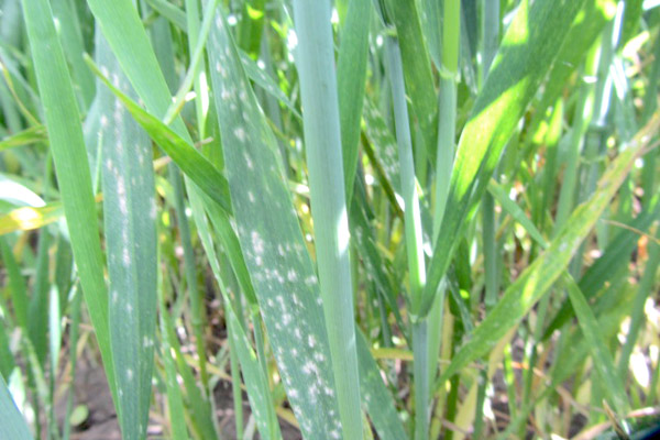 Powdery mildew in wheat