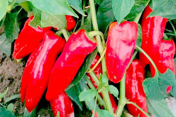 IAC "Maritsa" - 95 Jahre Unterstützung für Paprikaerzeuger und -verarbeiter