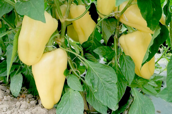 IAC "Maritsa" - 95 años de apoyo a productores y procesadores de pimiento