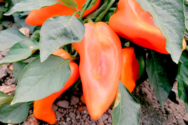 IAC "Maritsa" - 95 años de apoyo a productores y procesadores de pimiento