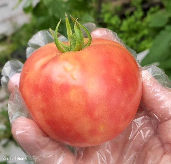 Virus del frutto rugoso bruno del pomodoro