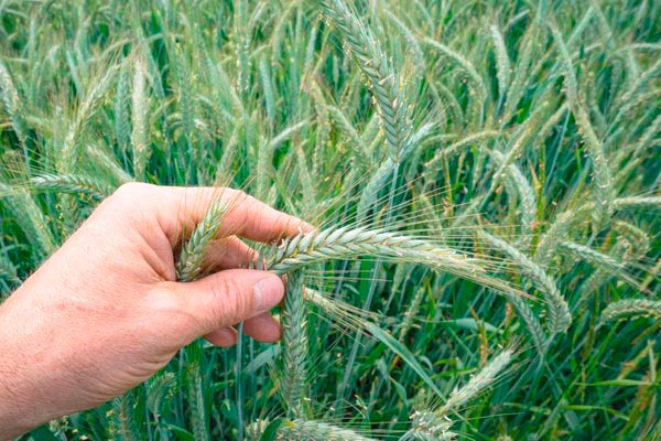 Harvest 2025 – larger areas have been sown with wheat, barley and rapeseed