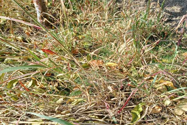 Weed control during vegetation in orchards through application of the ...