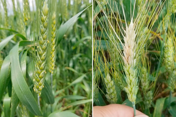 Fusariosis not only “hits” the yield, but also contaminates food