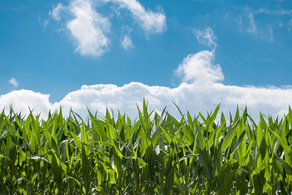 TECHNOLOGY AHEAD OF ITS TIME: CORN