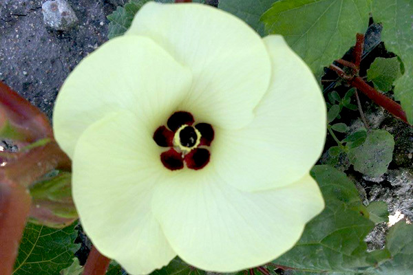 Okra – un légume riche en nutriments