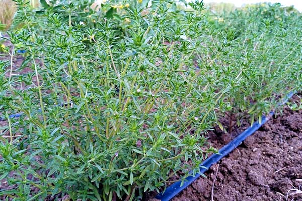 Spice crops in intercropping systems in vegetable production