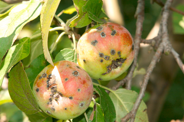 Plant protection activities in the orchard in September