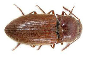 Small click beetle - Agriotes sputator L.