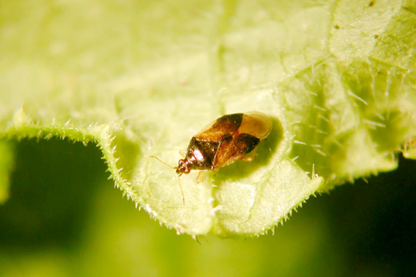 Orius laevigatus – depredador de gran importancia en el control biológico
